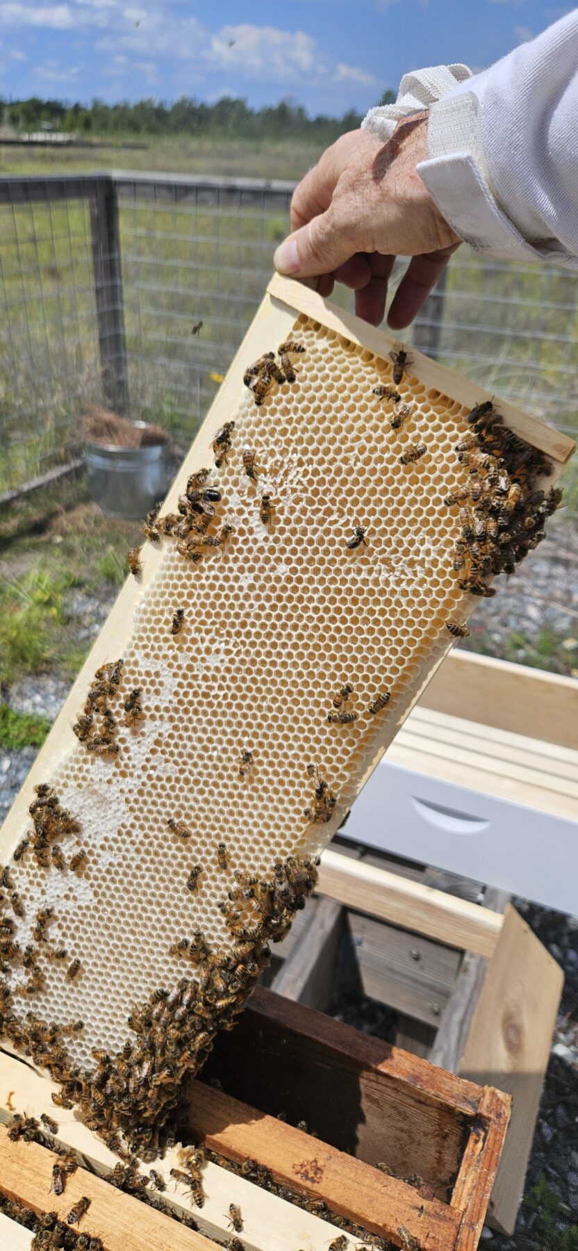 Buzzing with Life: Welcoming Honey Bees to Basecamp - Sunbridge